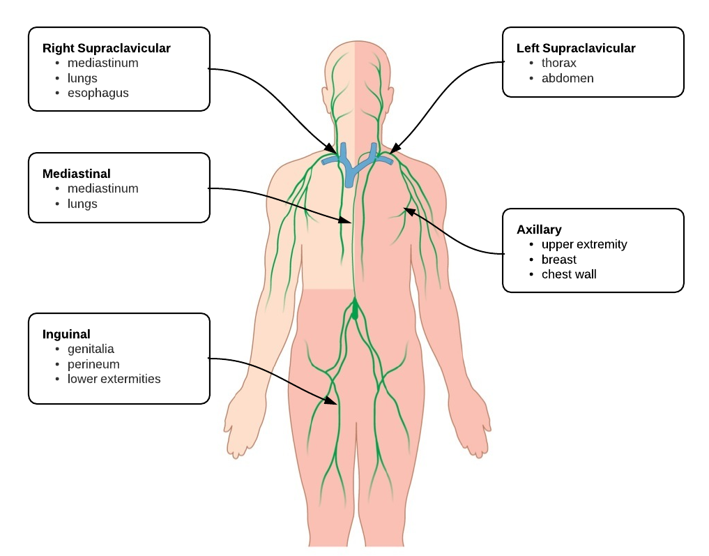 Differential Diagnosis Of Cervical Lymphadenopathy
